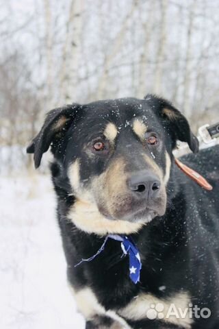 Отдам в хорошие руки, метис ротвейлера