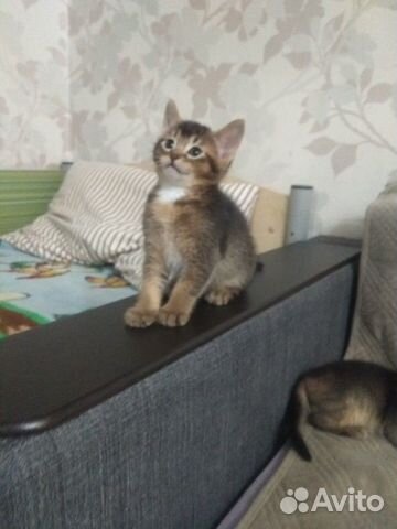Абиссинские котята