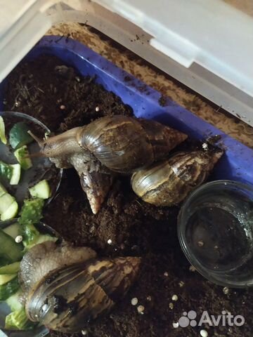 Улитка ахатина