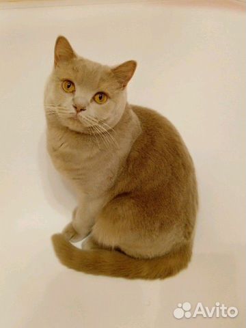Британская подрощенная кошечка