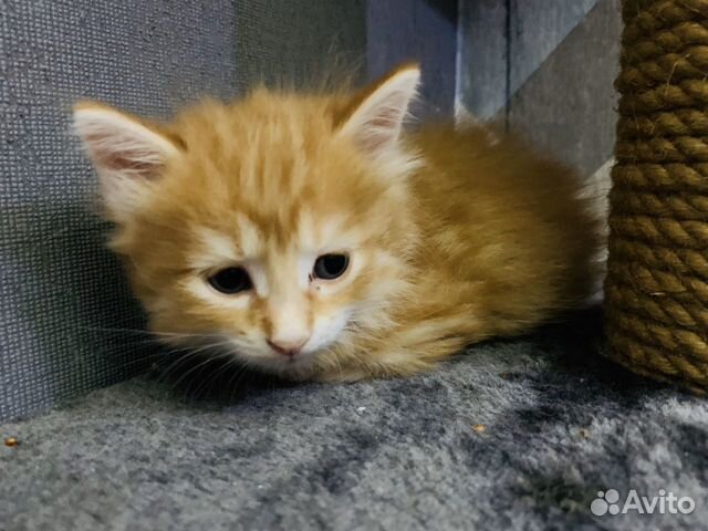 Котята Курильского Бобтейла