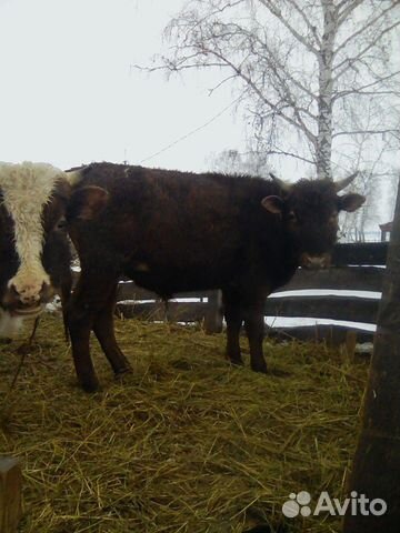 Бычки телки