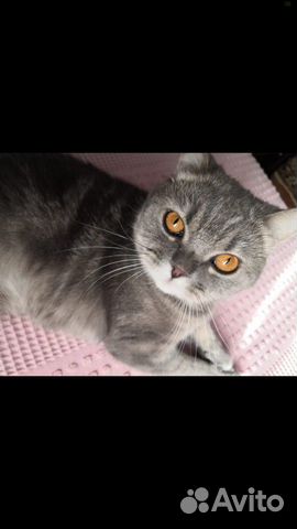 Британская короткошёрстная кошка