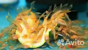 Анциструс. Сом альбинос