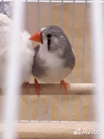 Амадина зебровая