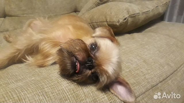 Красавчик гриффон ищет невесту