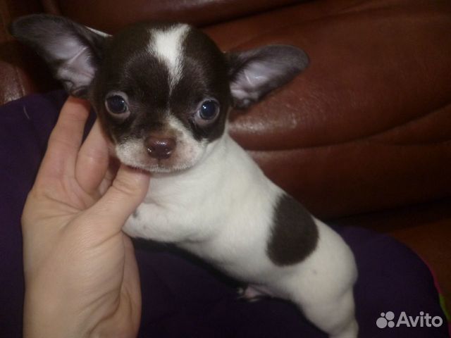 Милая мордашка