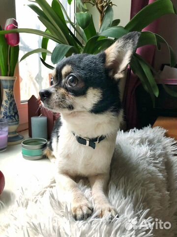 Случка/вязка Чихуахуа