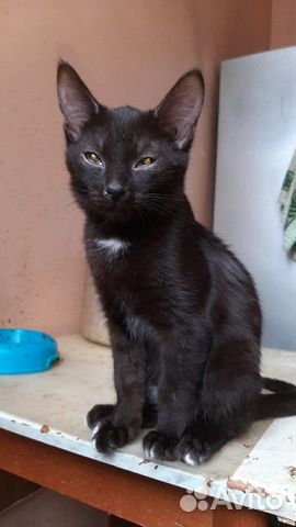 Кошкакотенок