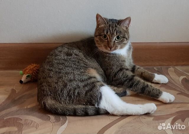 Дора-кошечка из приюта отдаётся по договору