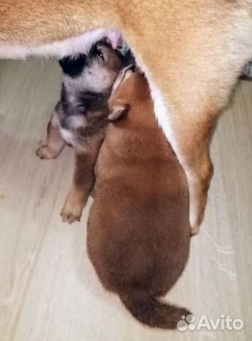 Продаются щенки Сиба Ину