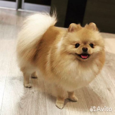 Ждём невесту