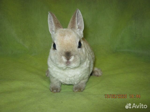 Карликовый рекс, девочка