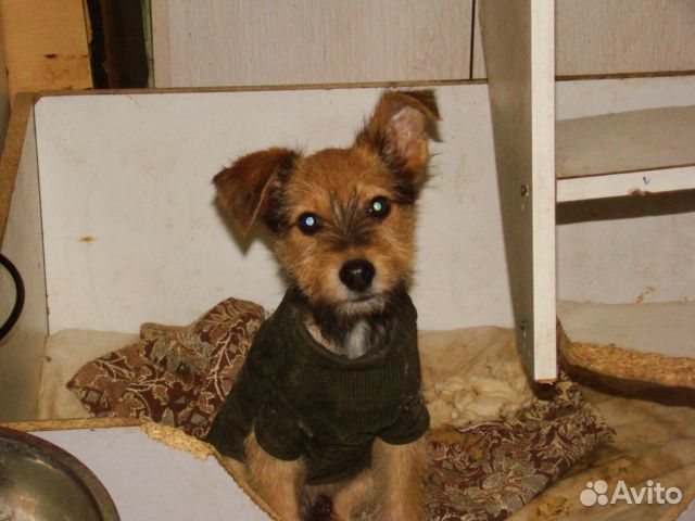 Отдам щенка в добрые руки