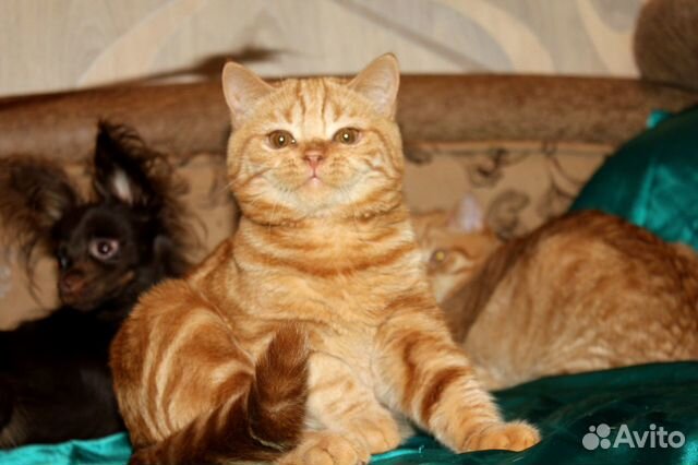 Два брата акробата