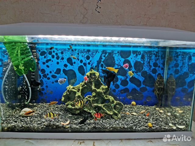 Аквариум с рыбками 105 литров