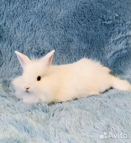 Карликовый кролик (есть клетка)