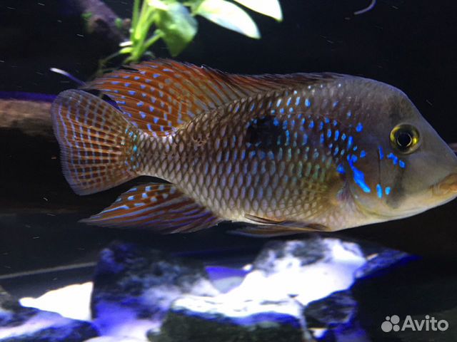 Рыба Бразильский Геофагус