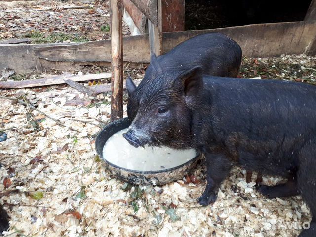 Поросята кармалы 2 мес
