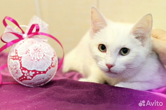 Котенок Кокос в добрые руки