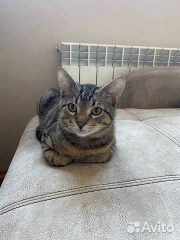Котенок Тишка в поисках дома