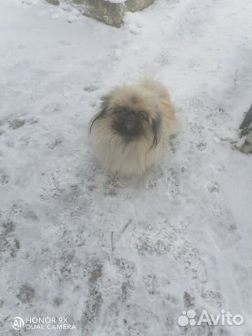 Вязка-Пекинес