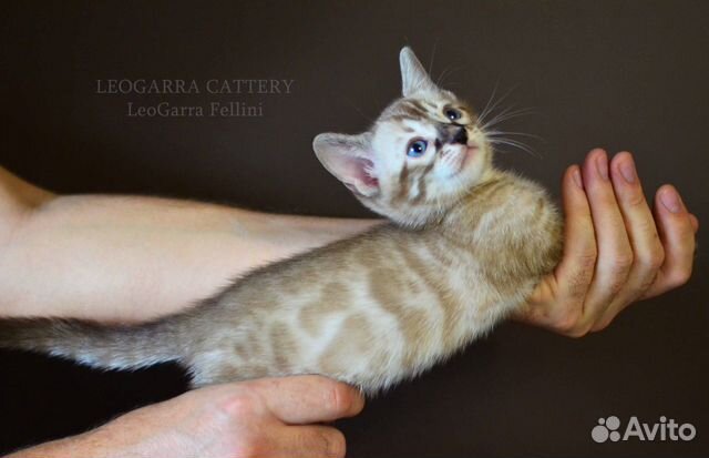 Бенгал угольный линкс