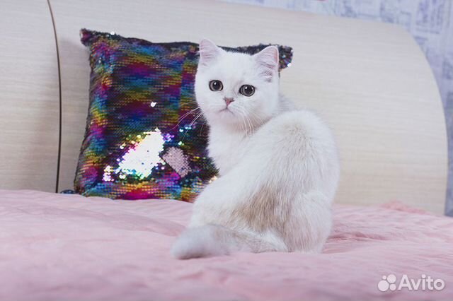 В домашние любимцы крошка котик шиншила