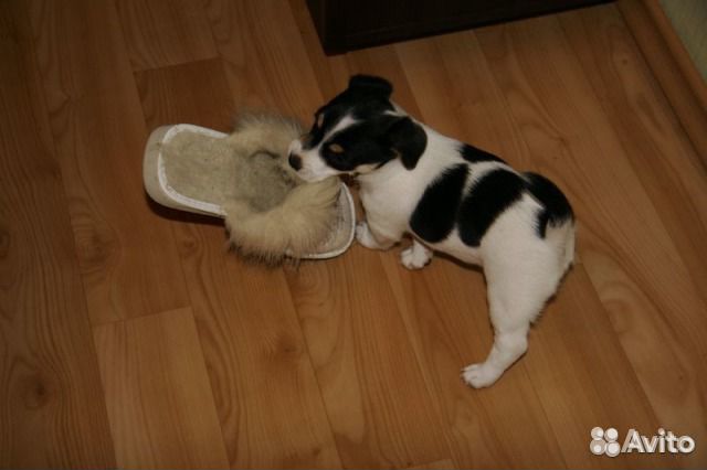 Карликовый пинчер