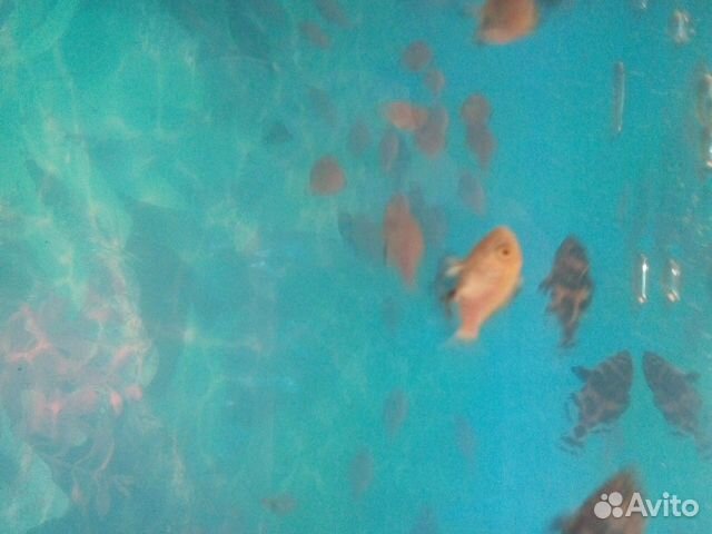 Астронотус