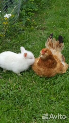 Кролик карликовый