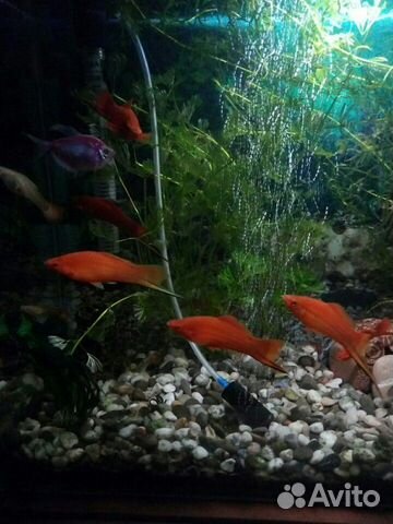 Отдам 3-4 меченосцев