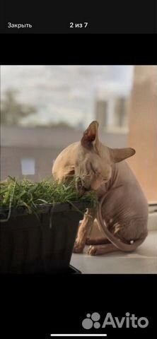 Вязка сфинкса