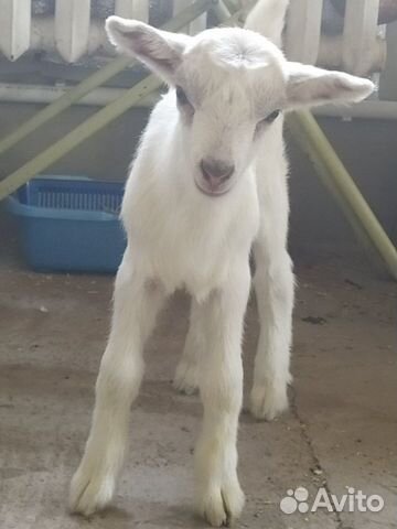 Продам или обменяю на корма козлика