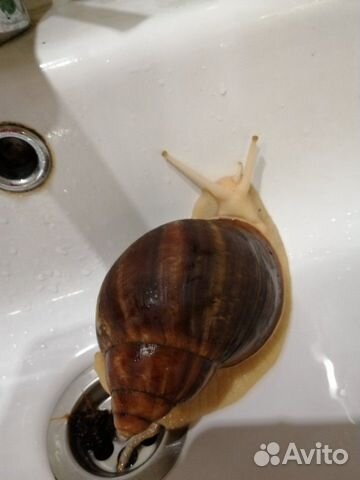 Улитки архахатина паулаэрти