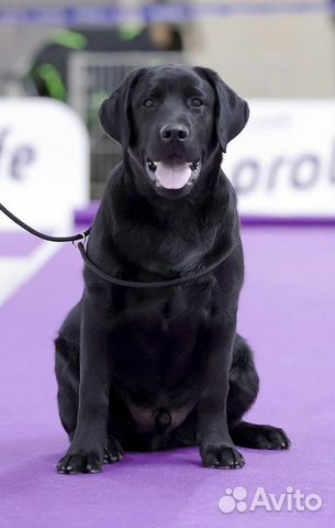 Лабрадор чёрный мальчик 7 мес РКФ