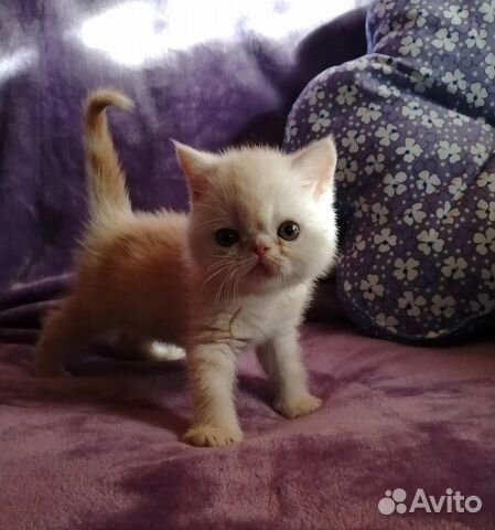 Маленький экзотик Антошка