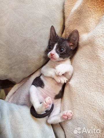 Донской сфинкс