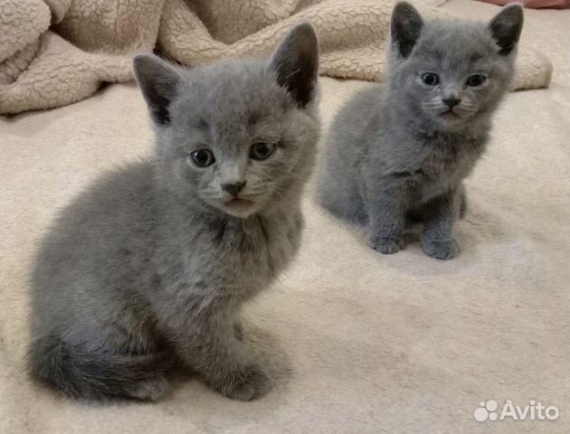 Котята - лиловые и голубые британцы