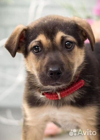 Щенок ищет семью