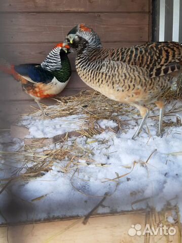 Алмазные фазаны