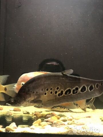 Продаются индийский нож и чёрный нож