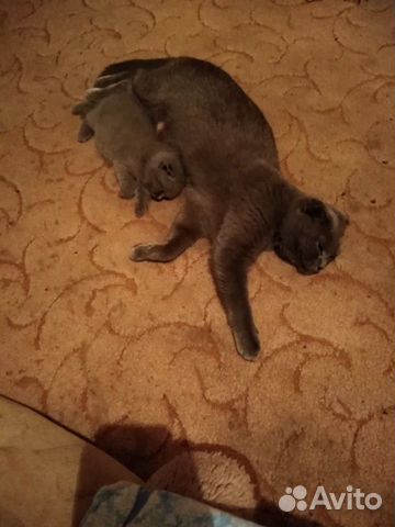 Катенок шатланец