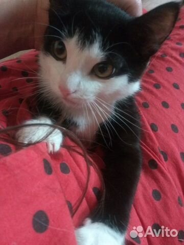 Кошка Бантик