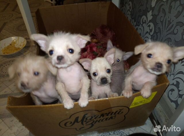 Китайская хохлатая