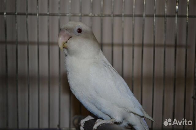 Самка Попугая Неразлучника