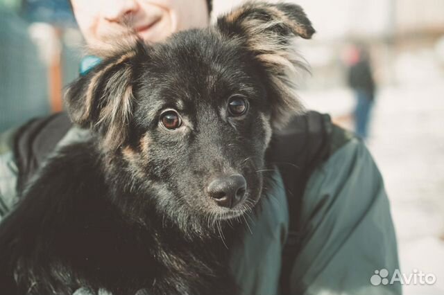 Щенок Ромео покорит ваше сердце