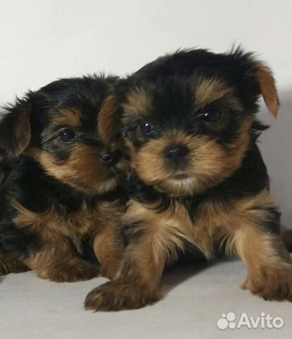 Озорники мини-йорки