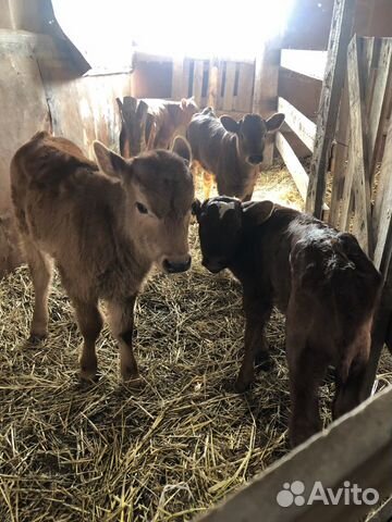Продаются телята