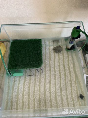 Красноухая черепаха